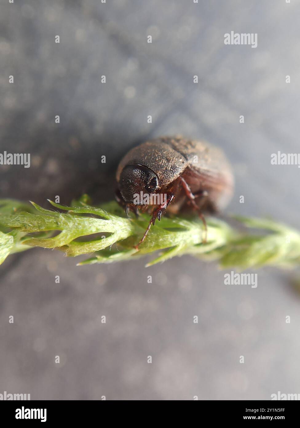 Maladera hi-res stock photography and images - Alamy