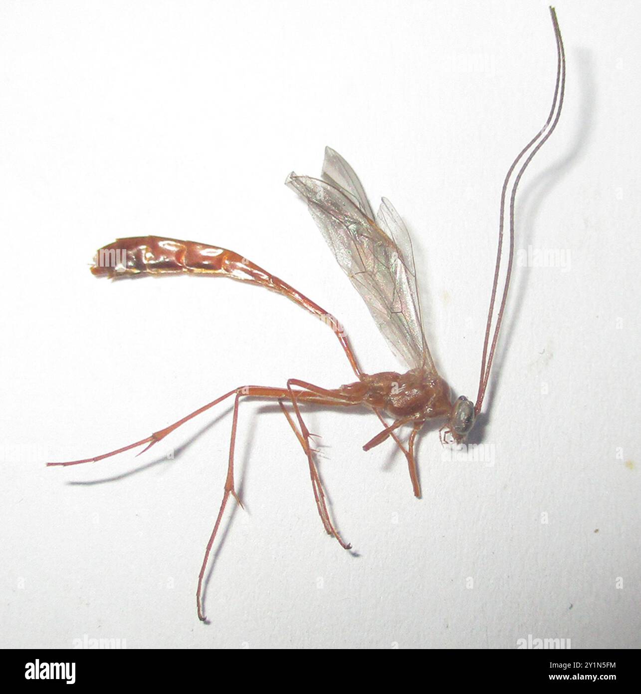 Short-tailed Ichneumonid Wasps (Ophioninae) Insecta Stock Photo - Alamy