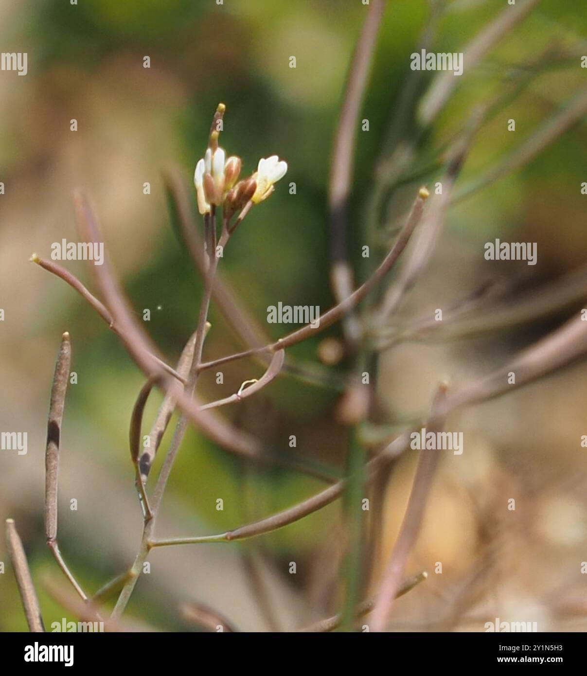 Common Whitlowgrass (Draba verna) Plantae Stock Photo - Alamy