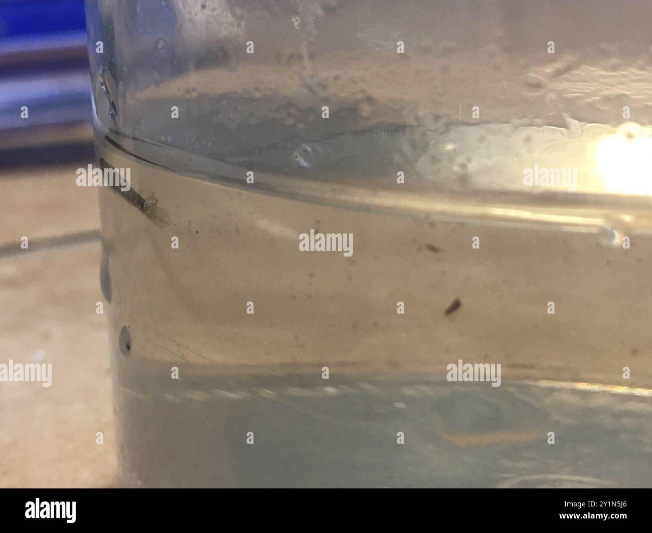 Least Killifish (Heterandria formosa) Actinopterygii Stock Photo - Alamy