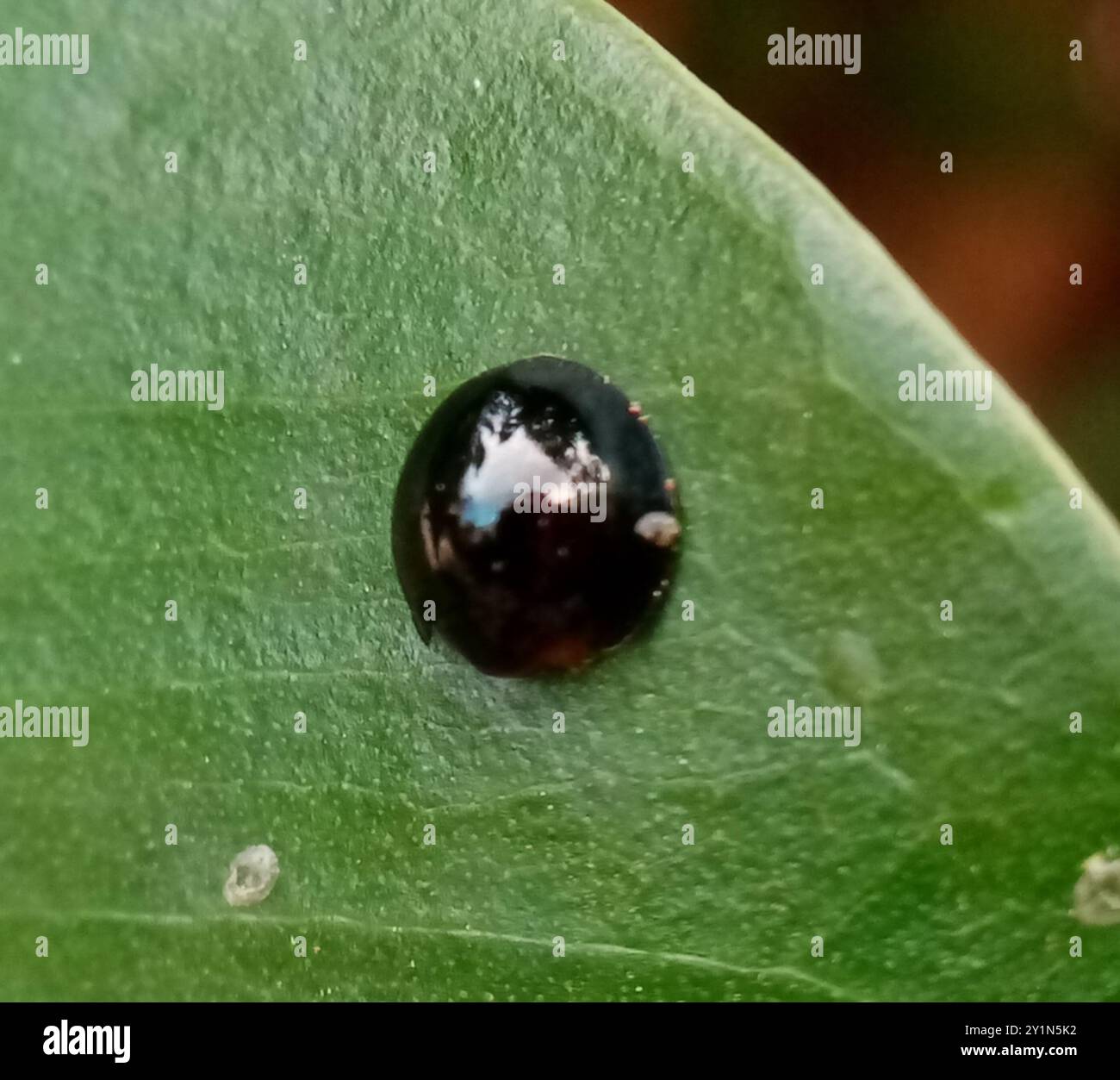 (Chilocorus nigritus) Insecta Stock Photo - Alamy
