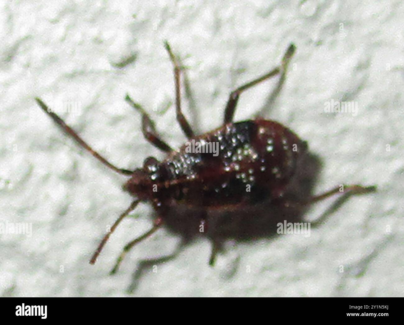 Scentless Plant Bugs (Rhopalidae) Insecta Stock Photo - Alamy
