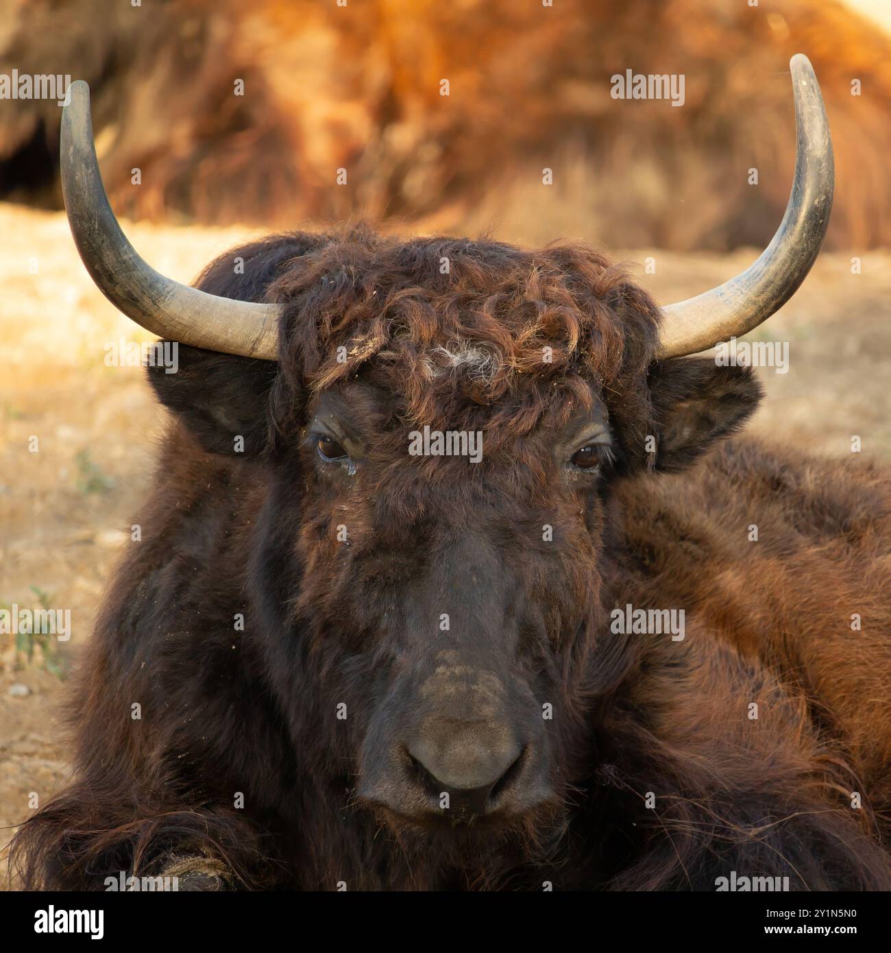 Domestic yak (Bos grunniens). Domestic animal Stock Photo - Alamy