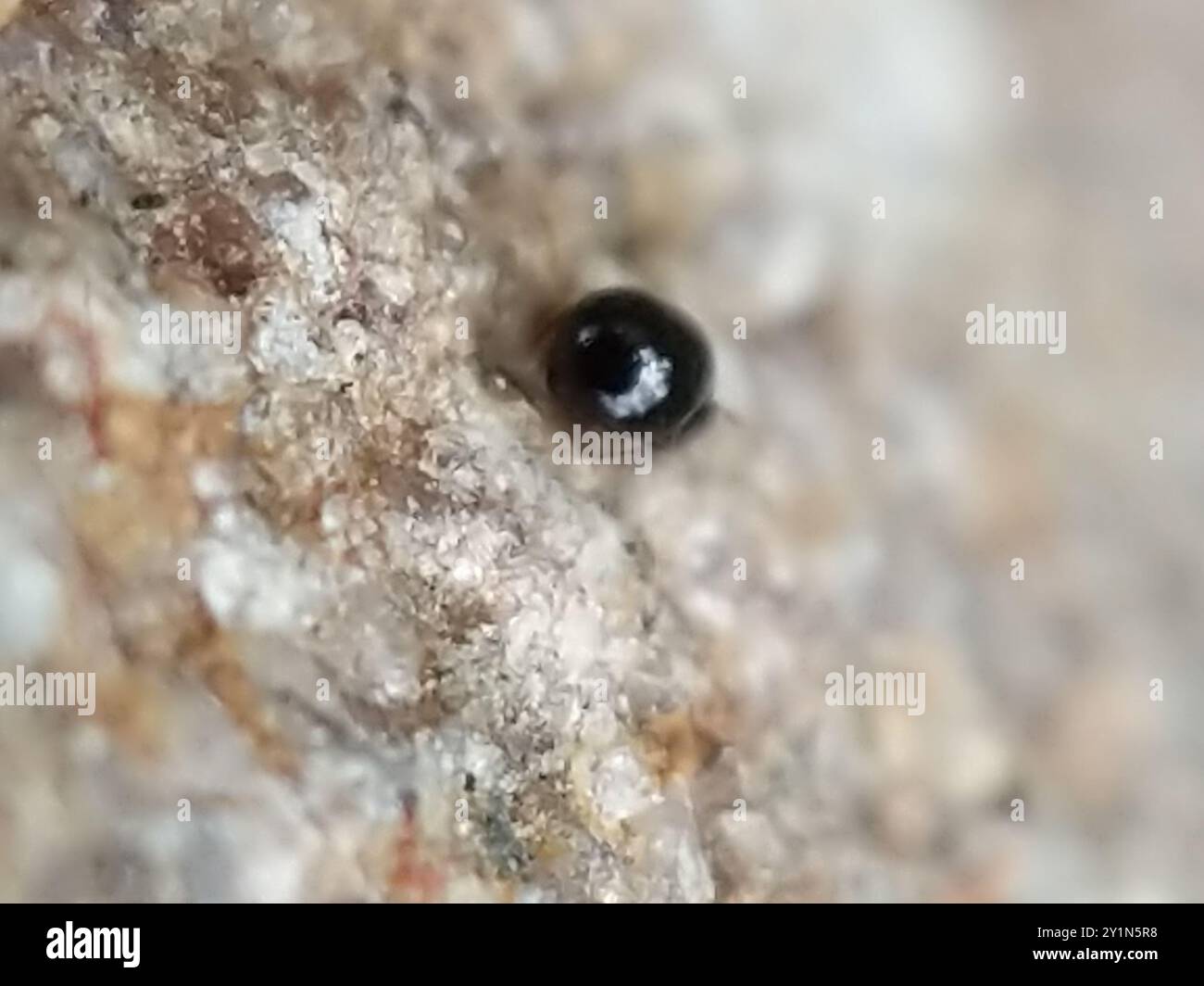 beetle mites (Oribatida) Arachnida Stock Photo - Alamy