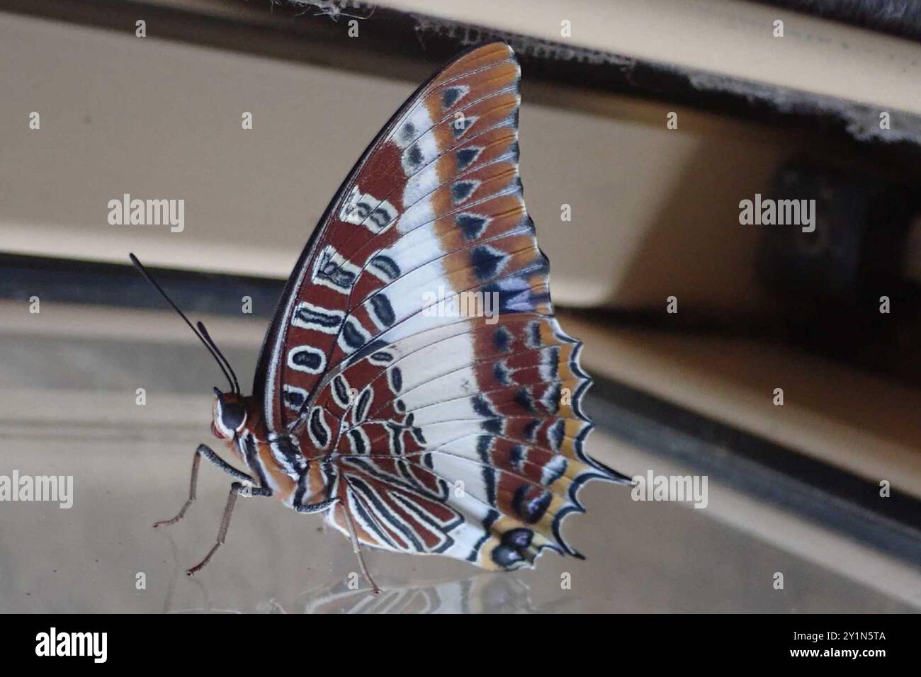 Charaxes brutus natalensis hi-res stock photography and images - Alamy