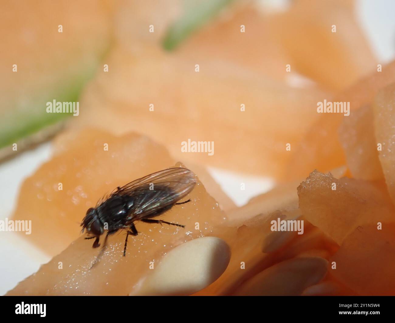 Cluster Flies (Pollenia) Insecta Stock Photo - Alamy