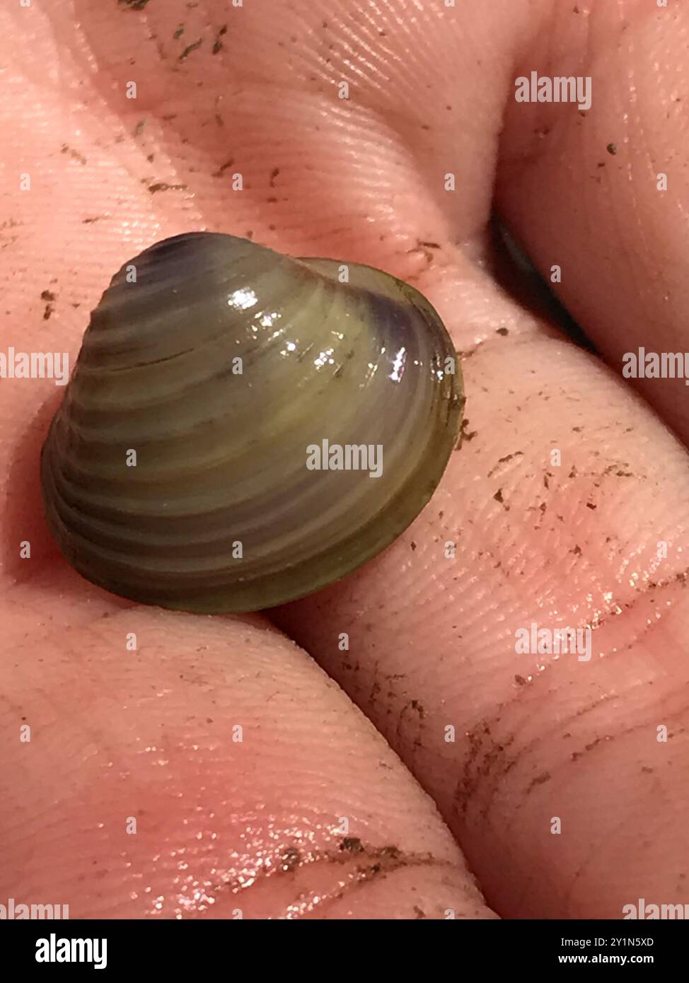 Asian Clam (Corbicula fluminea) Mollusca Stock Photo - Alamy