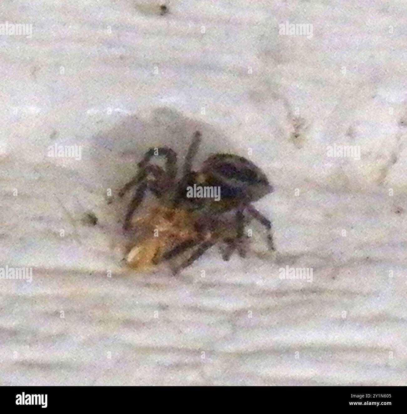 Pantropical Jumping Spider (Plexippus paykulli) Arachnida Stock Photo ...