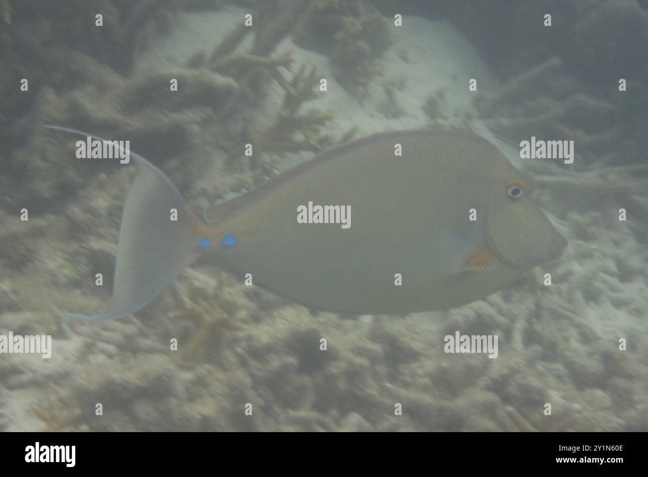 Bluespine Unicornfish (Naso unicornis) Actinopterygii Stock Photo - Alamy