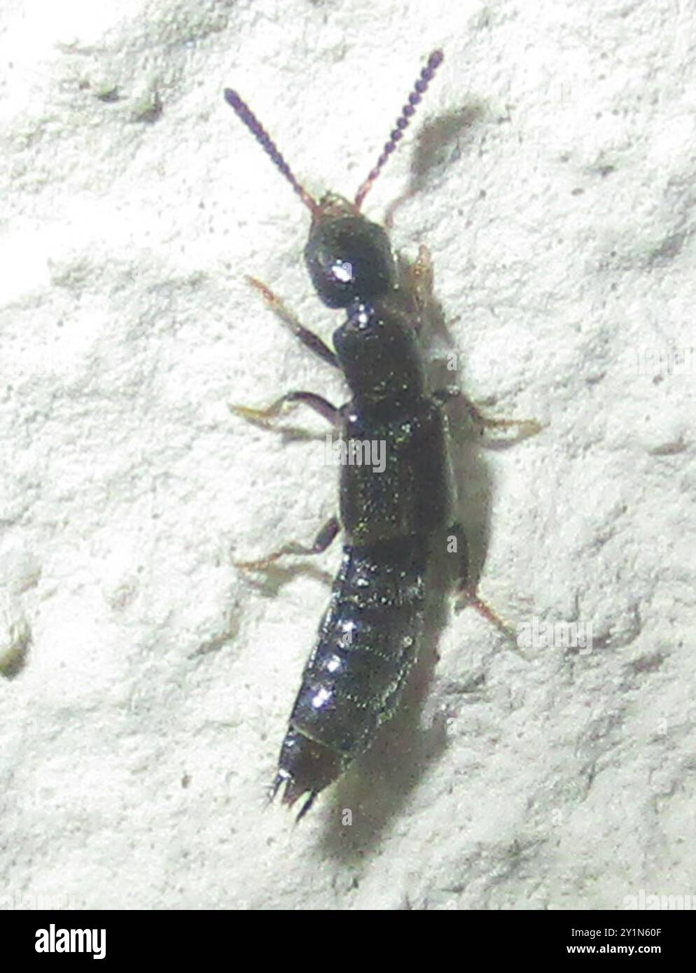 Large Rove Beetles (Staphylininae) Insecta Stock Photo - Alamy