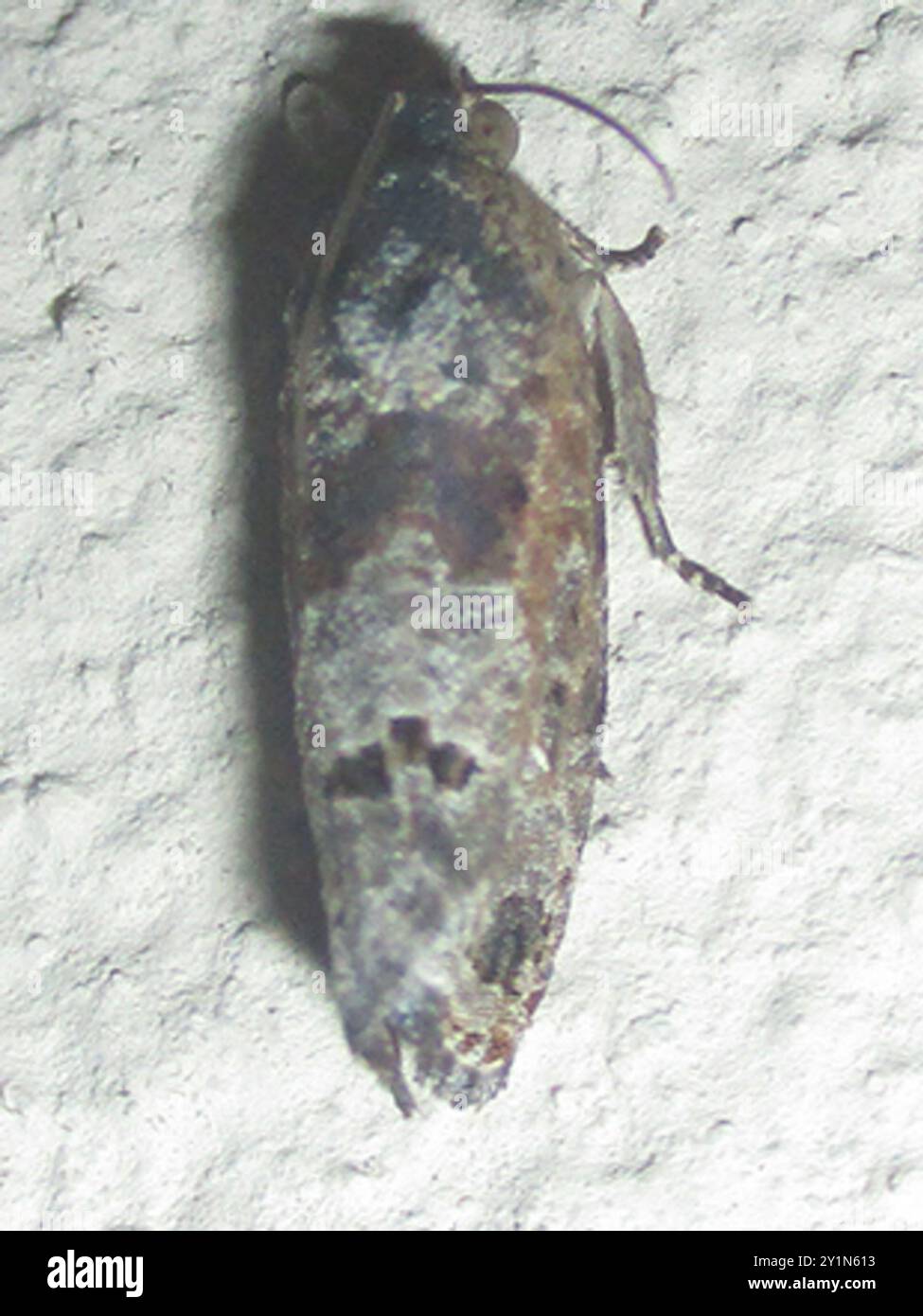 Pod Moth (Cryptophlebia peltastica) Insecta Stock Photo - Alamy