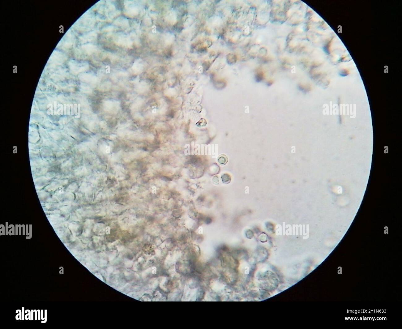 bleeding porecrust (Physisporinus sanguinolentus) Fungi Stock Photo - Alamy