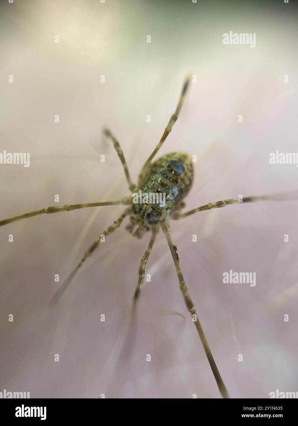 Spring Harvestman (Rilaena triangularis) Arachnida Stock Photo - Alamy