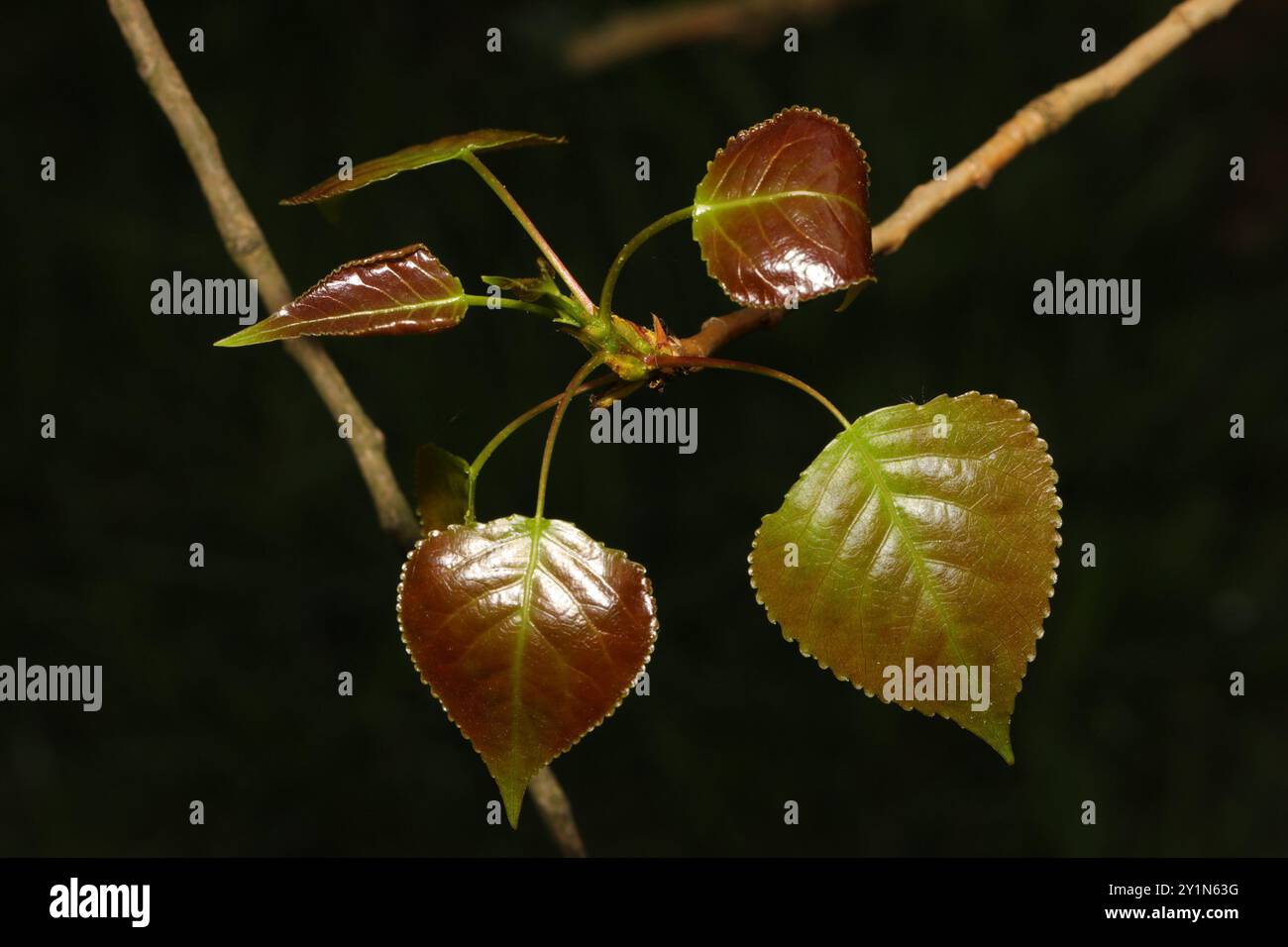 Hybrid Black-poplar (Populus × canadensis) Plantae Stock Photo - Alamy