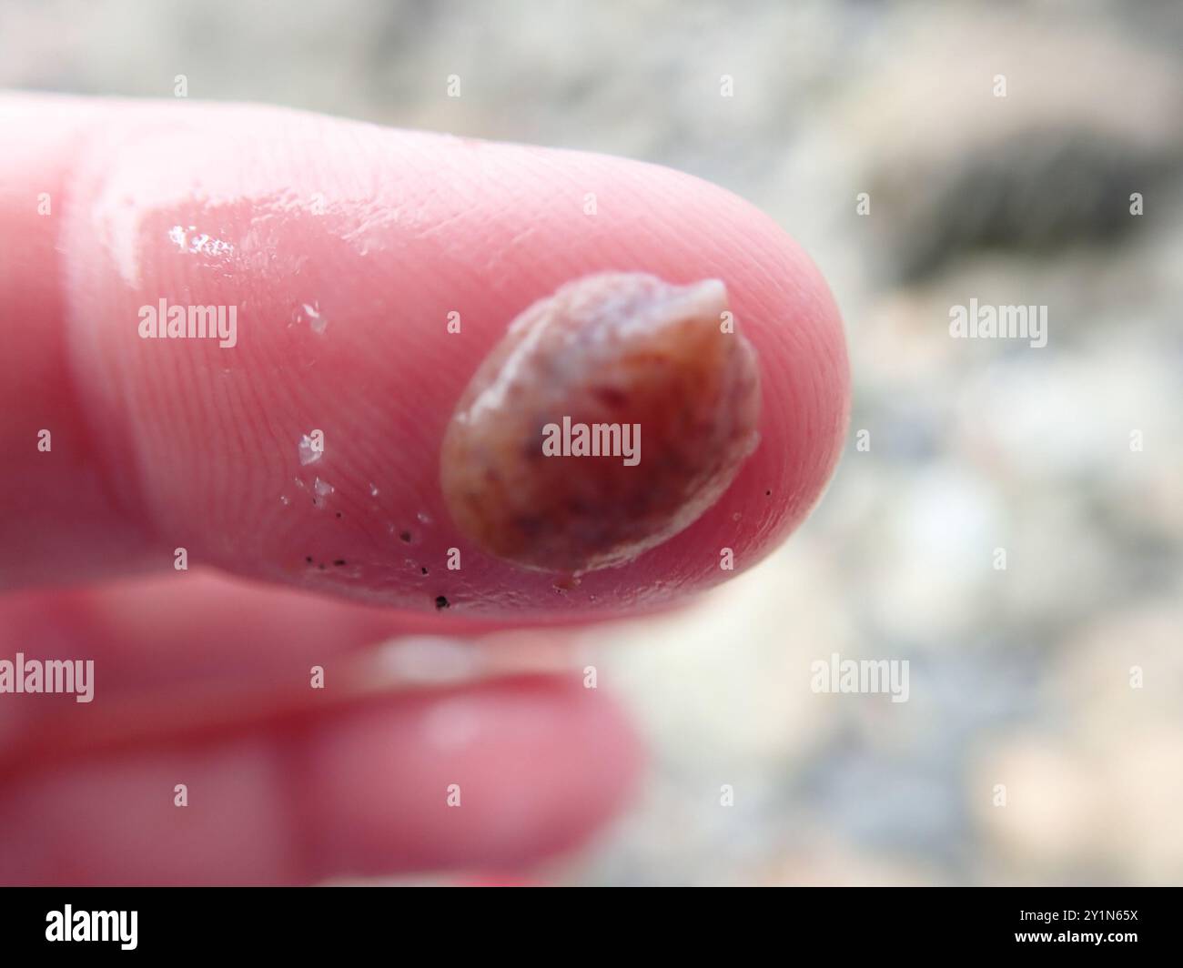 Common Atlantic Slippersnail (Crepidula fornicata) Mollusca Stock Photo ...