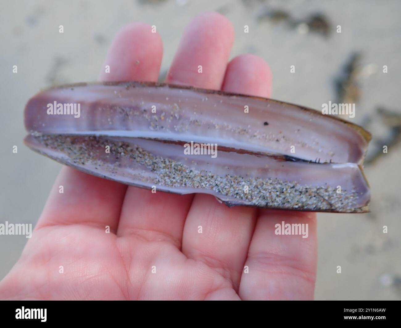 Atlantic Jackknife (Ensis leei) Mollusca Stock Photo - Alamy