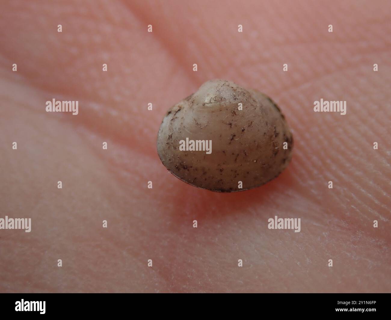 Musculium hi-res stock photography and images - Alamy