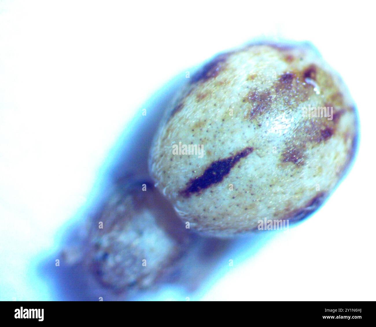 (Philodromus minutus) Arachnida Stock Photo - Alamy