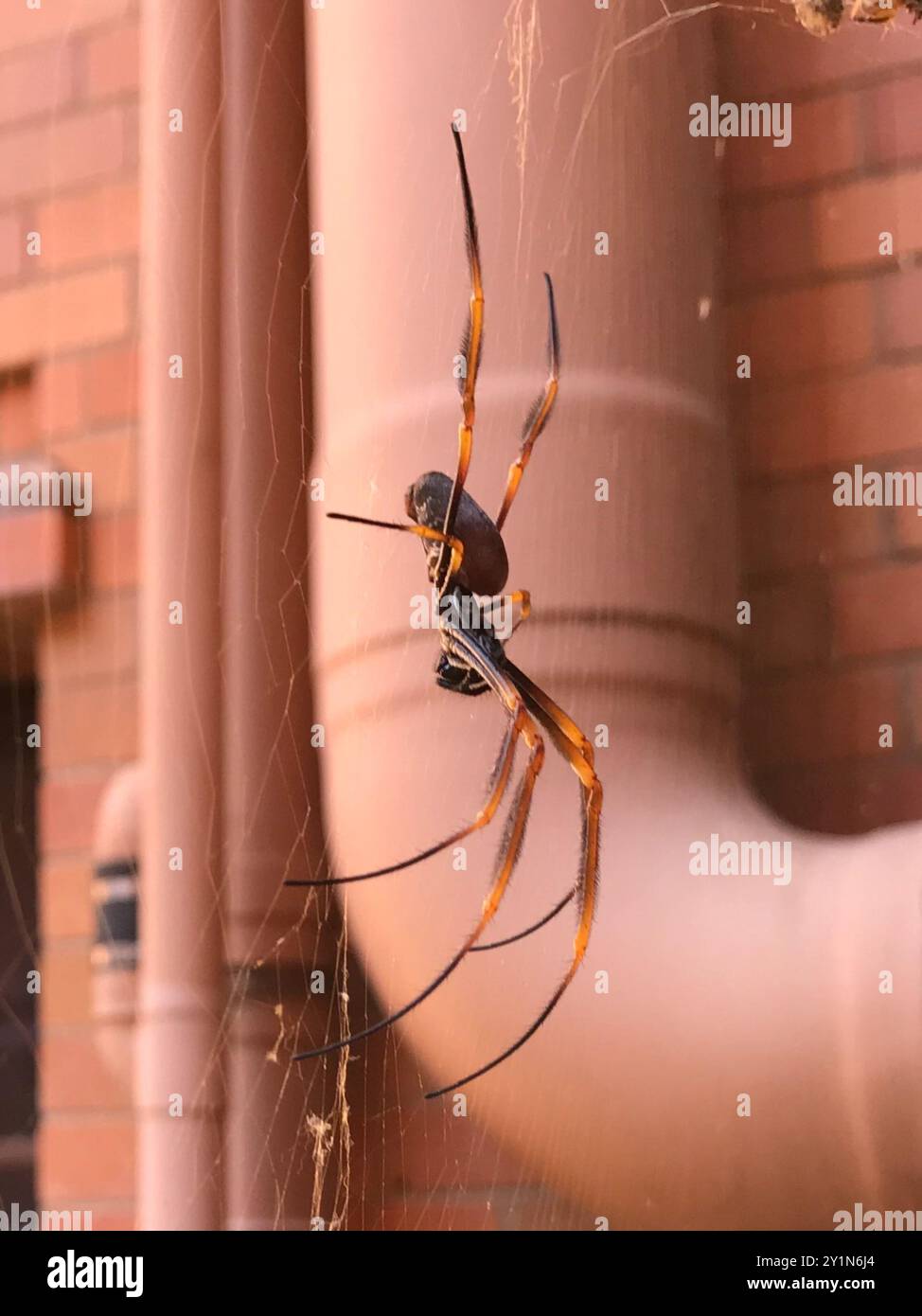 Tiger Spider (Trichonephila plumipes) Arachnida Stock Photo - Alamy
