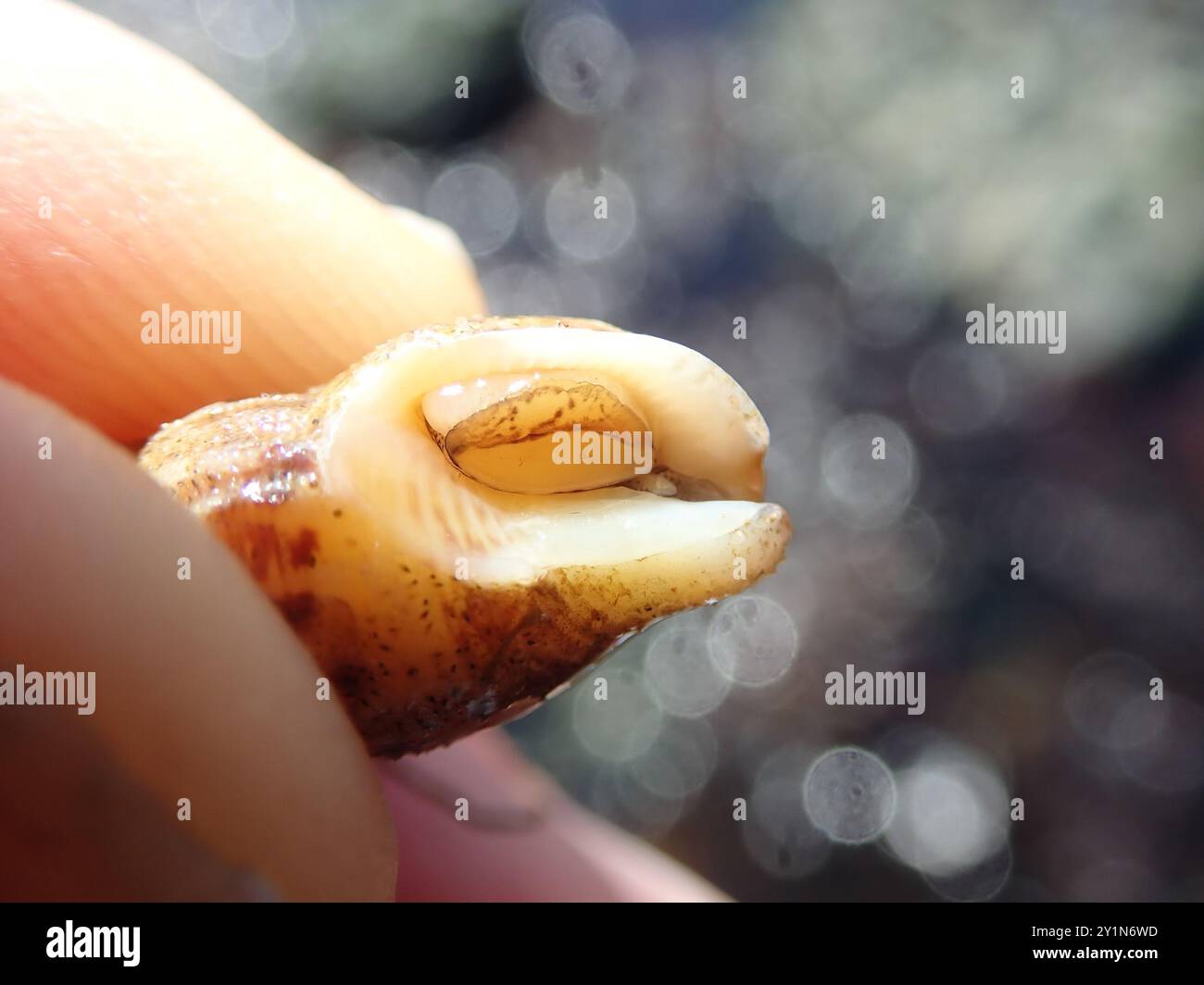 Wrinkled Amphissa (Amphissa columbiana) Mollusca Stock Photo - Alamy