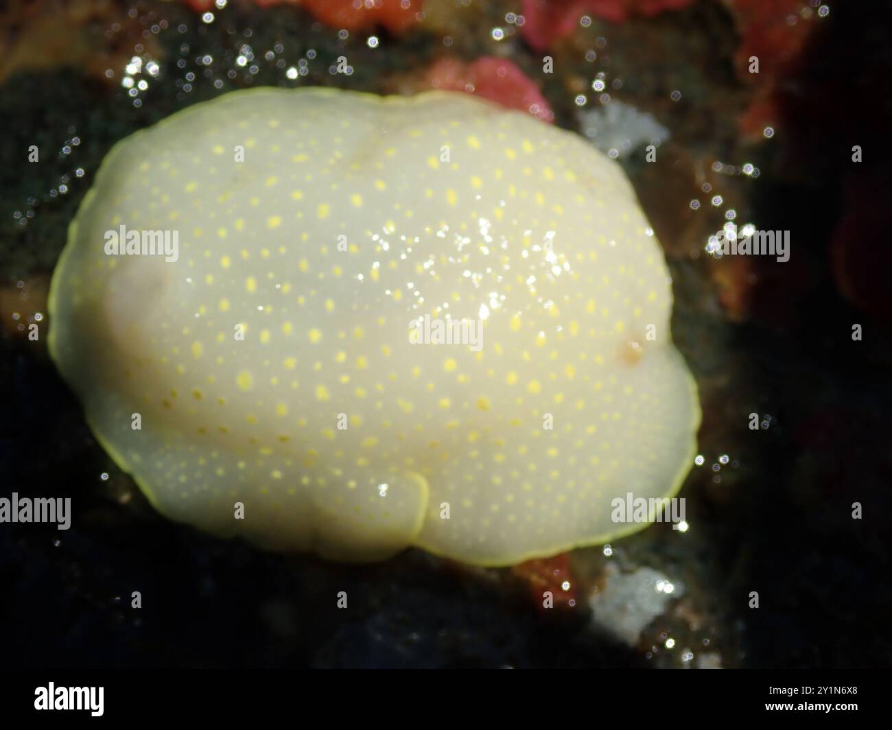 Yellow edged cadlina hi-res stock photography and images - Alamy