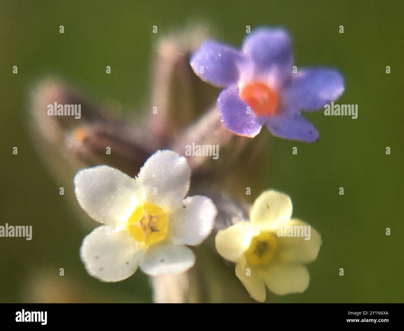 Changing Forget-me-not (Myosotis discolor) Plantae Stock Photo - Alamy