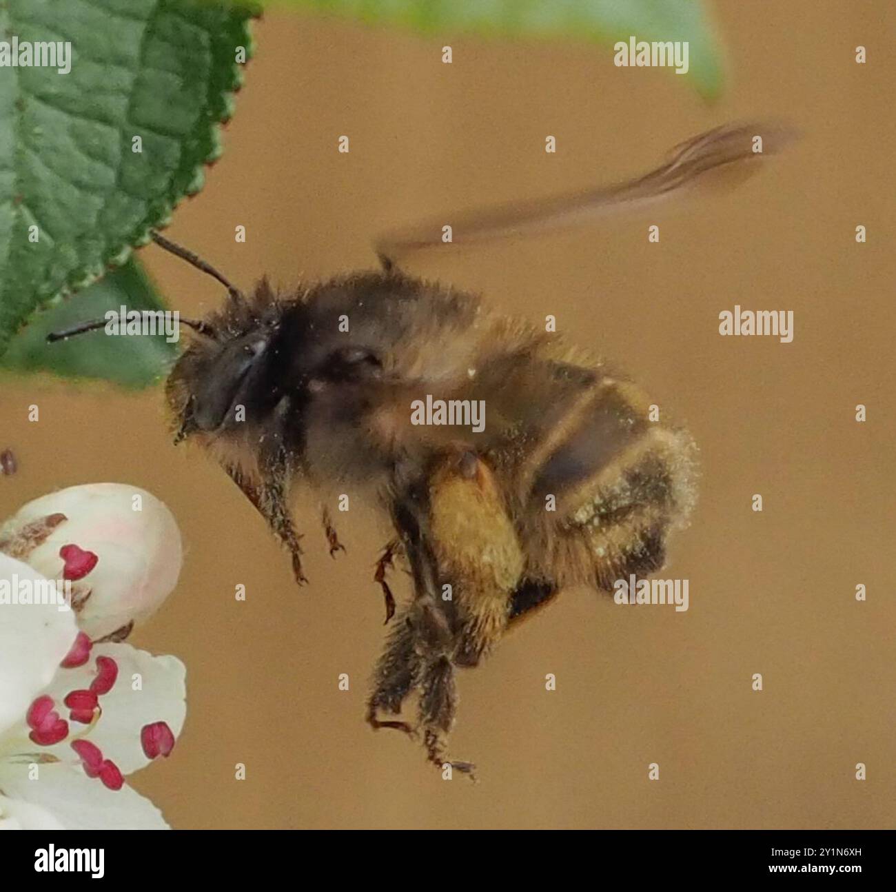 Asian shaggy digger bee hi-res stock photography and images - Alamy