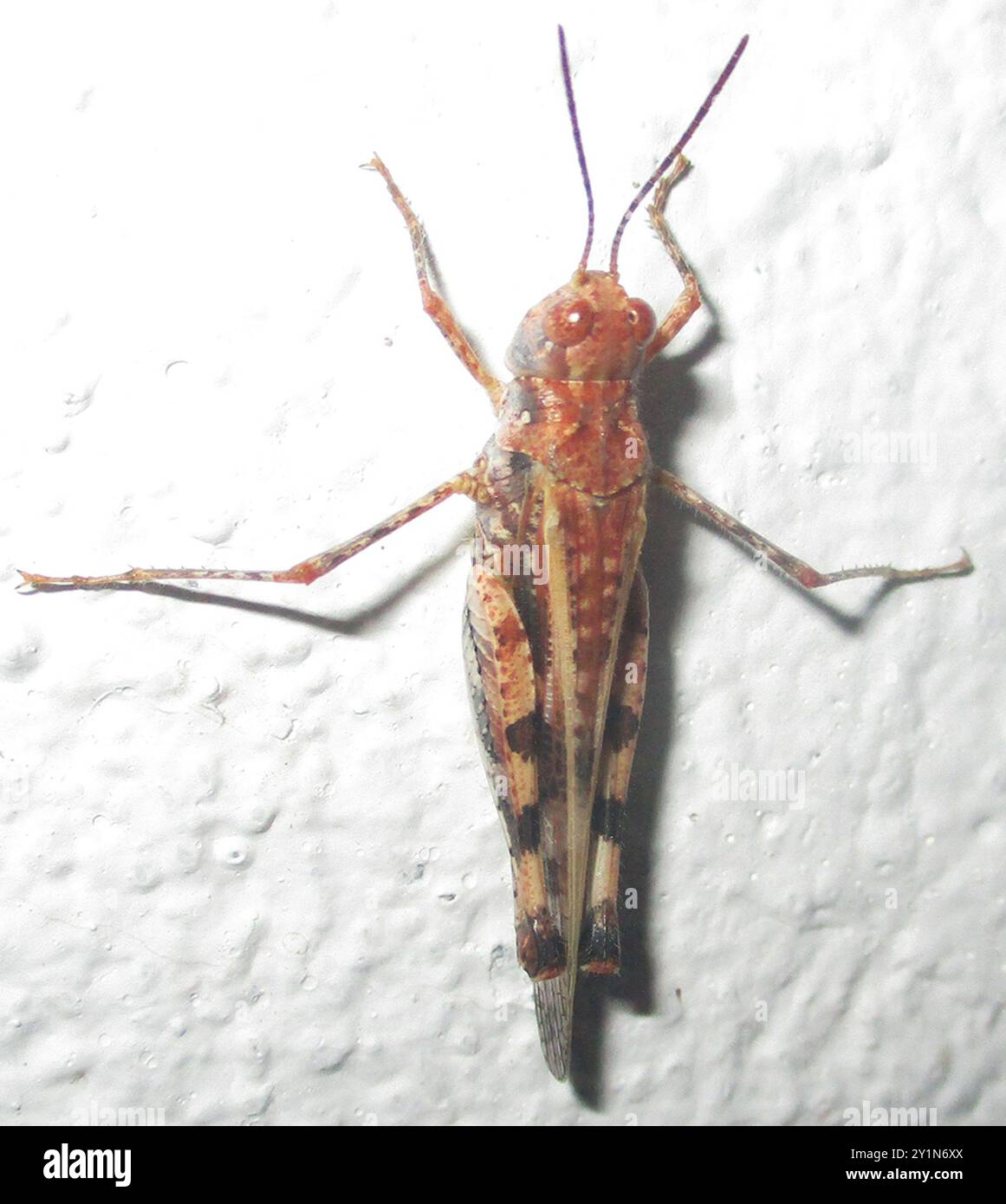 Acrotylus hi-res stock photography and images - Alamy