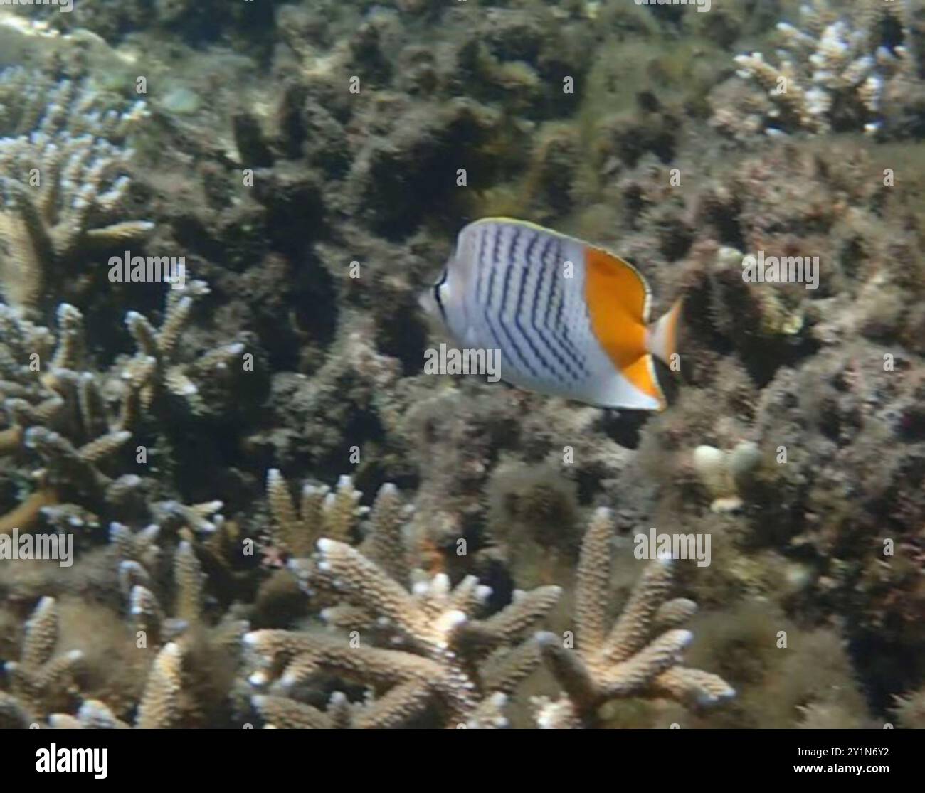Seychelles Butterflyfish (Chaetodon madagaskariensis) Actinopterygii ...