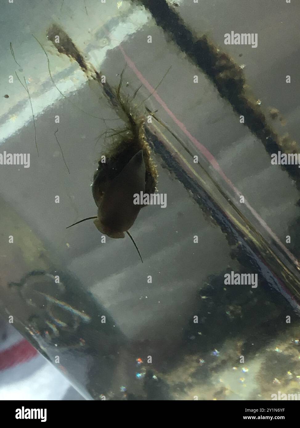 Pond Snails, Bladder Snails, and Allies (Lymnaeoidea) Mollusca Stock ...