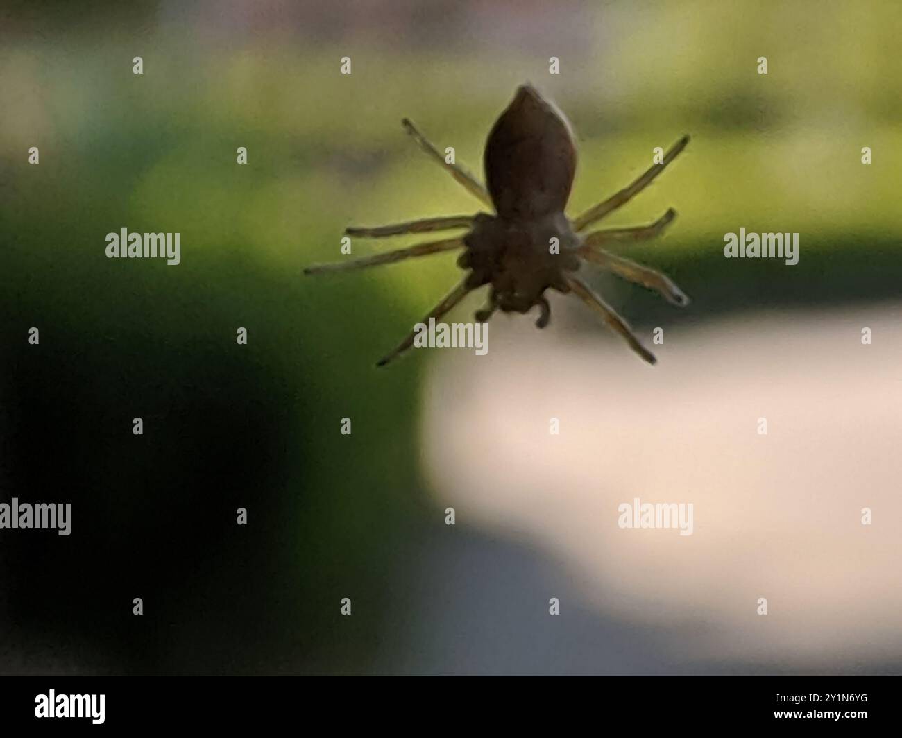 Running Crab Spiders (Philodromus) Arachnida Stock Photo - Alamy