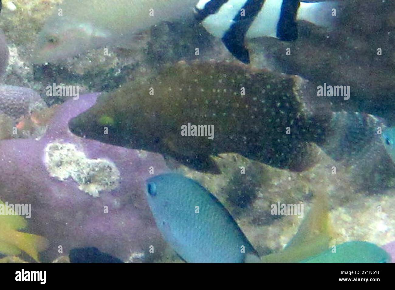 Floral Maori Wrasse (Cheilinus chlorourus) Actinopterygii Stock Photo ...