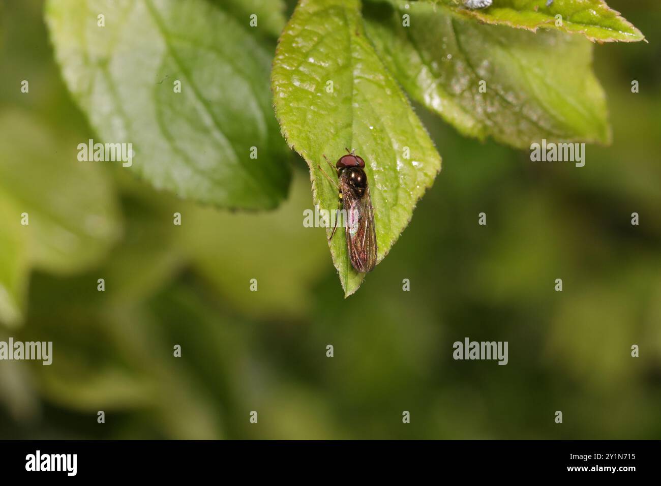Ladder-backed Hover Fly (Melanostoma scalare) Insecta Stock Photo - Alamy