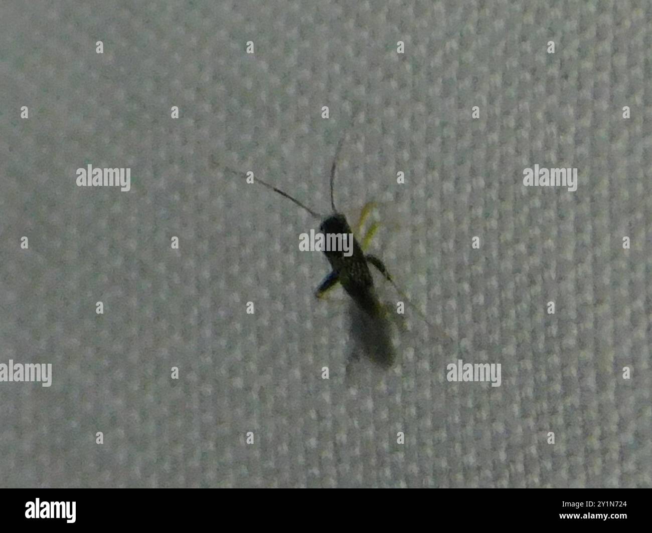 Garden Fleahopper (Microtechnites bractatus) Insecta Stock Photo - Alamy