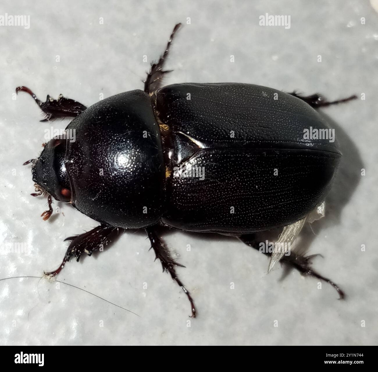 Carrot Beetles (Tomarus) Insecta Stock Photo - Alamy