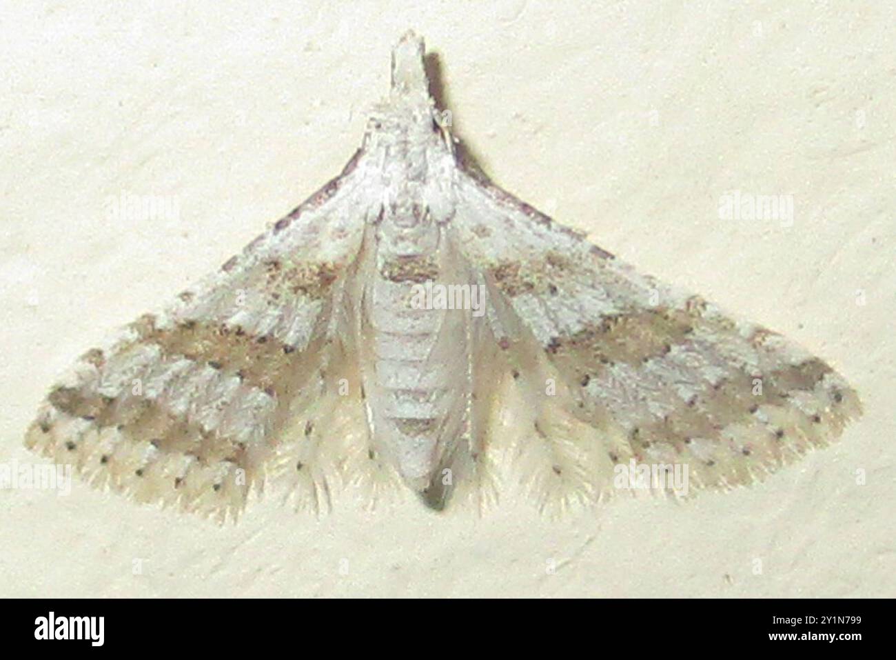 Many-plumed and False Plume moths (Alucitoidea) Insecta Stock Photo - Alamy