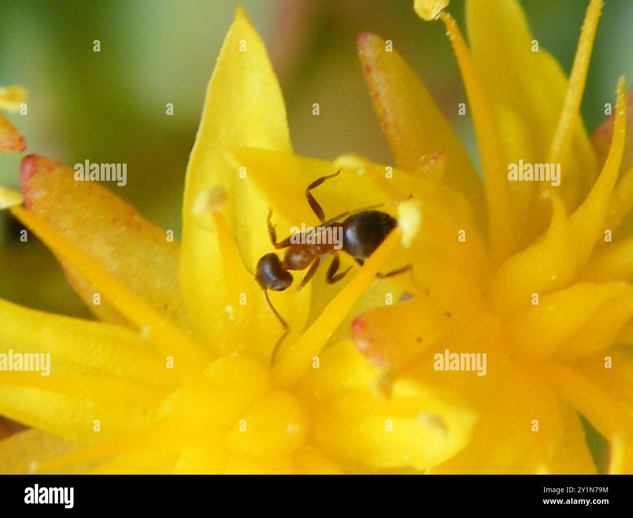 central european bicolored ant (Lasius emarginatus) Insecta Stock Photo ...