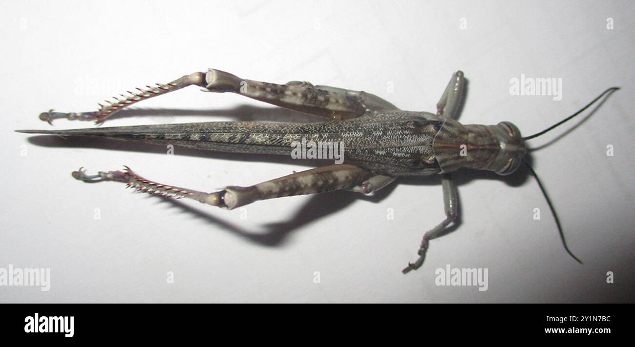 Tree Locust (Anacridium moestum) Insecta Stock Photo - Alamy