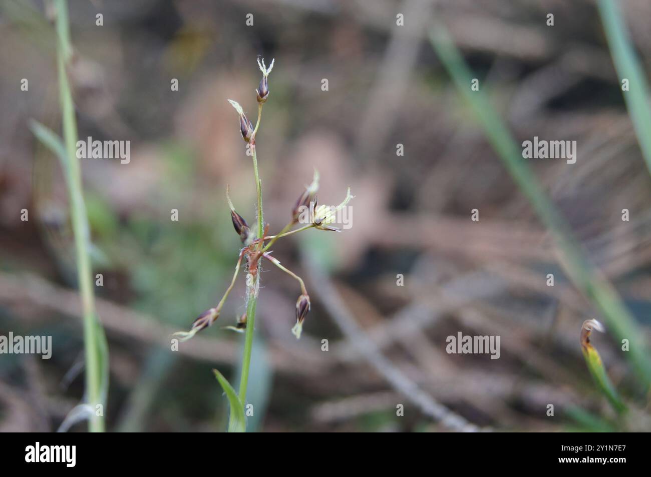 Hairy Woodrush (Luzula pilosa) Plantae Stock Photo - Alamy