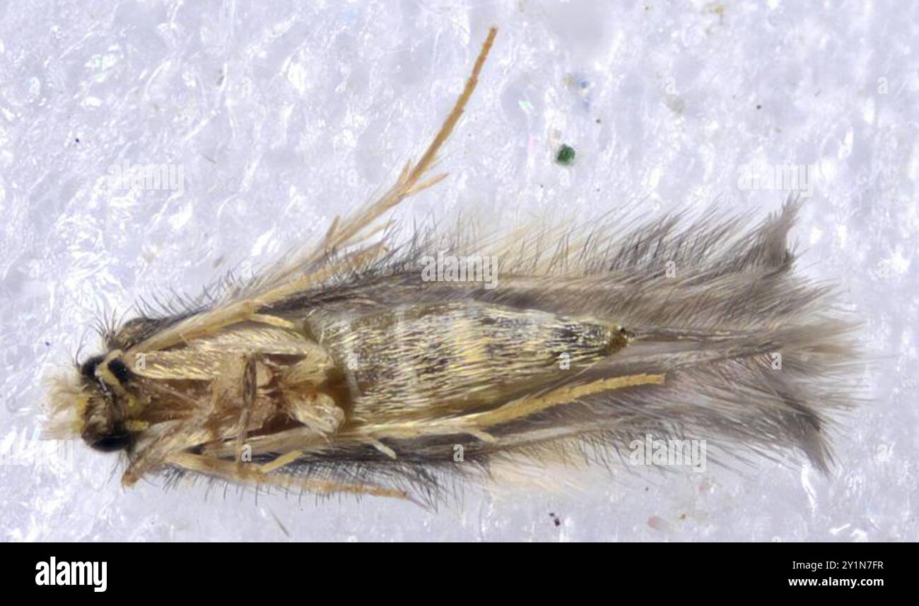 Microcaddisflies (Hydroptilidae) Insecta Stock Photo - Alamy