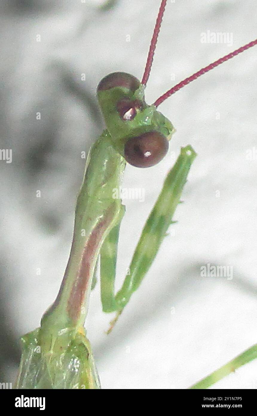 (Miomantis binotata) Insecta Stock Photo - Alamy