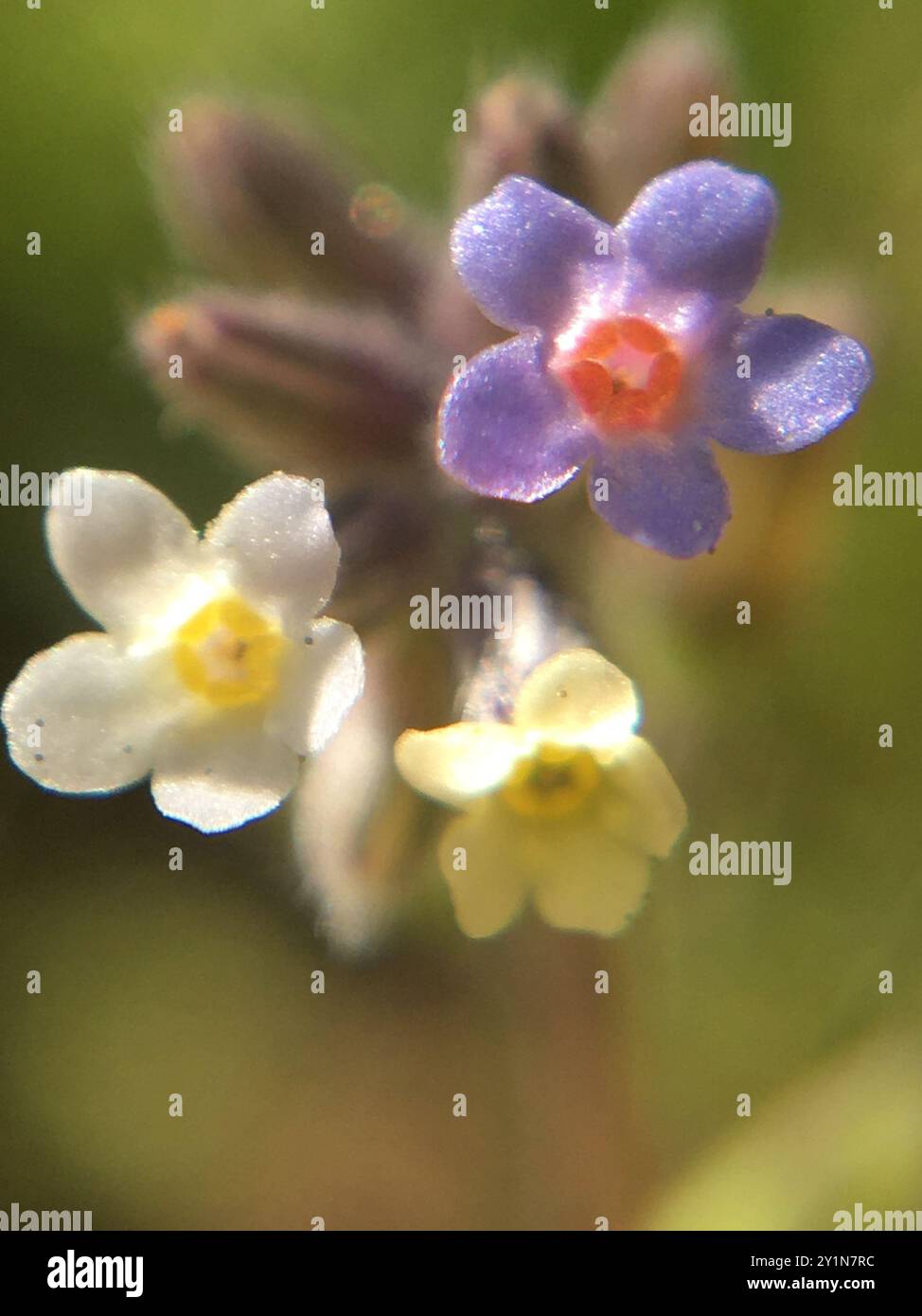 Changing Forget-me-not (Myosotis discolor) Plantae Stock Photo - Alamy