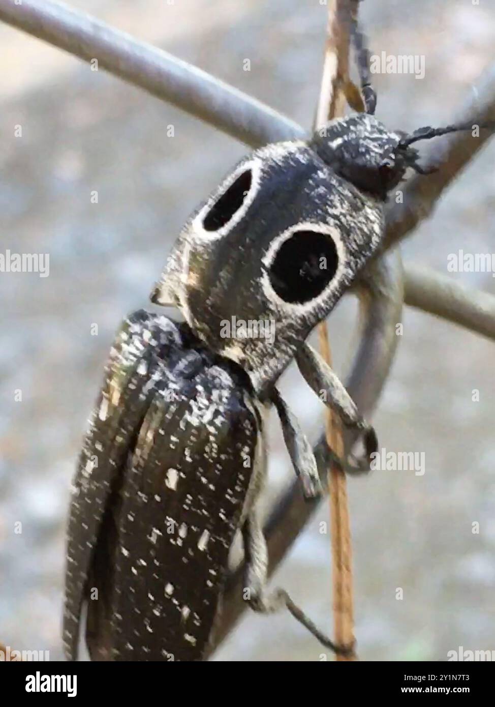 Eastern Eyed Click Beetle (Alaus oculatus) Insecta Stock Photo - Alamy