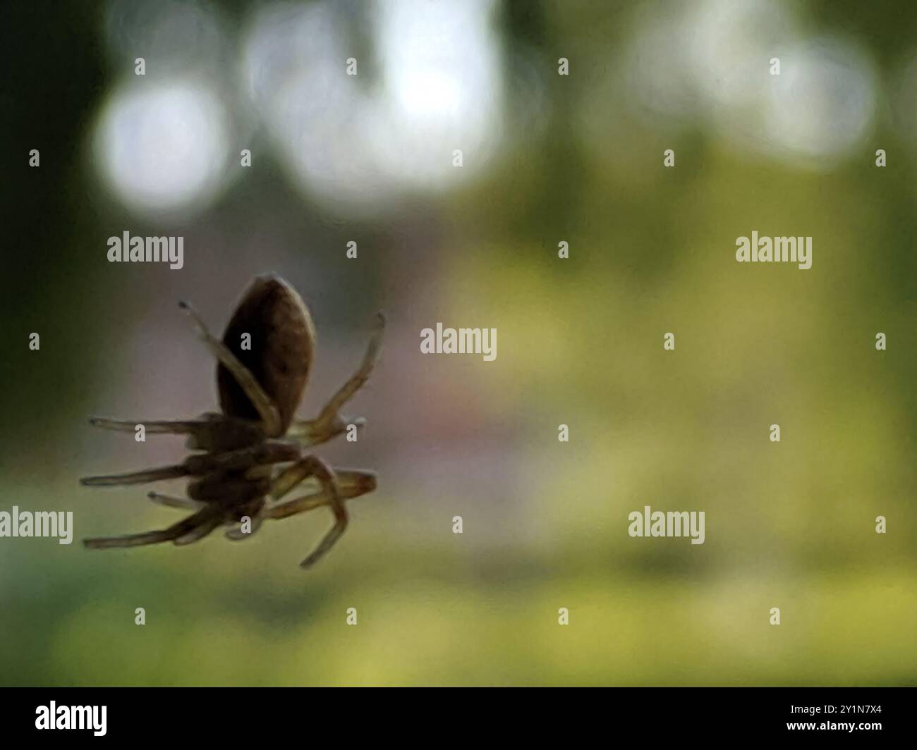 Running Crab Spiders (Philodromus) Arachnida Stock Photo - Alamy
