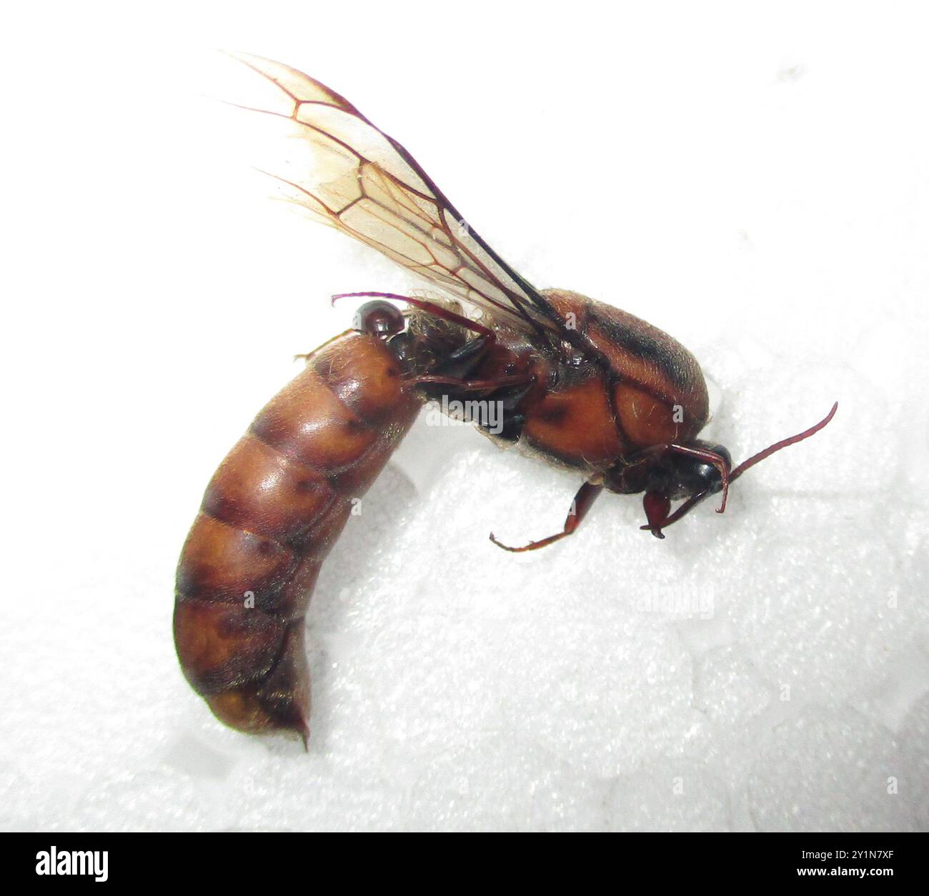 Dorylus ants hi-res stock photography and images - Alamy