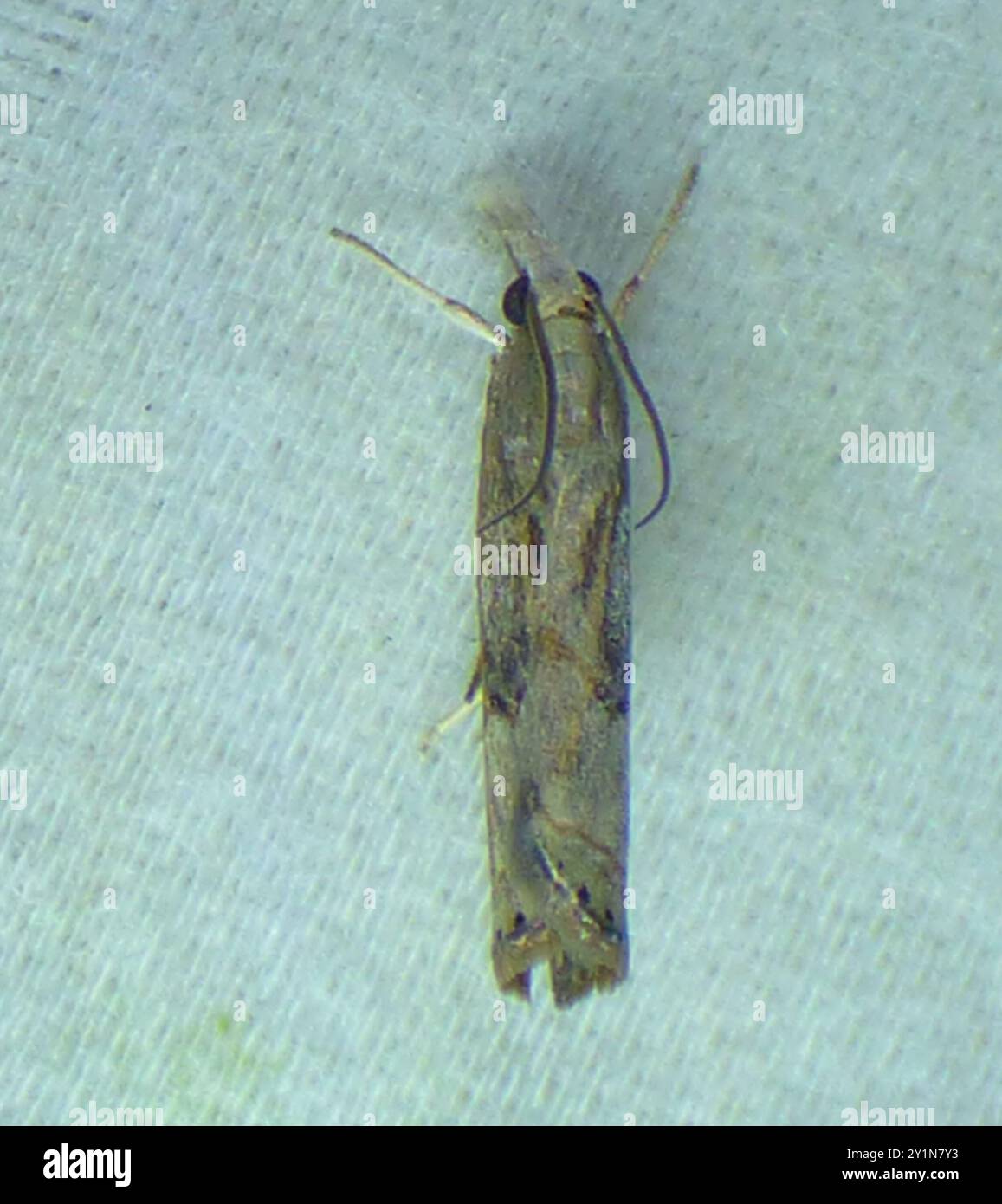 Bluegrass Webworm Moth (Parapediasia teterrellus) Insecta Stock Photo ...