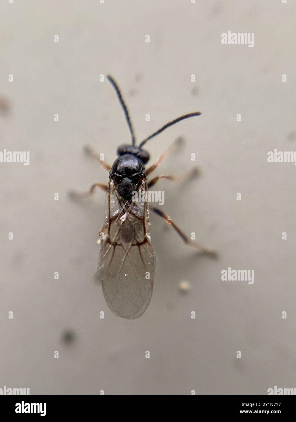 Gall Wasps (Cynipidae) Insecta Stock Photo - Alamy