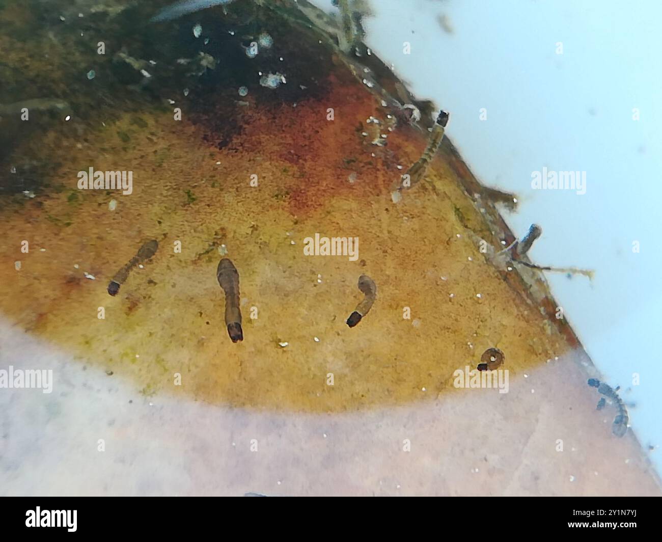 Black Flies (Simuliidae) Insecta Stock Photo - Alamy