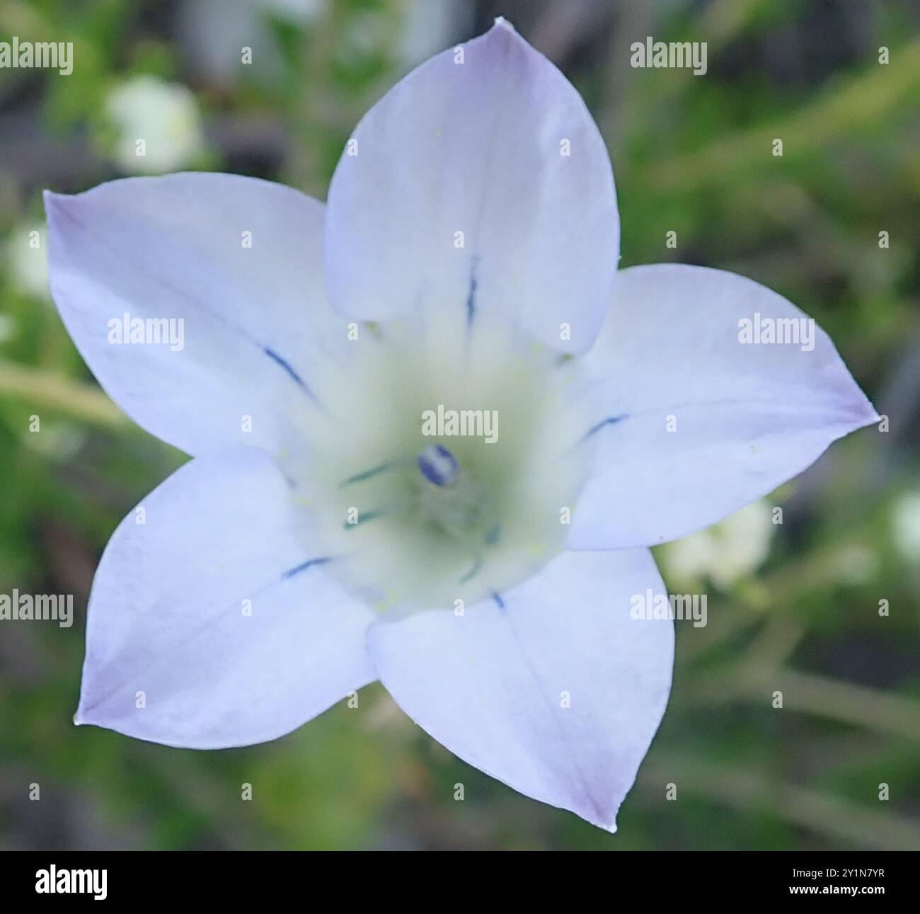 Blackrim Bell (Roella incurva) Plantae Stock Photo - Alamy