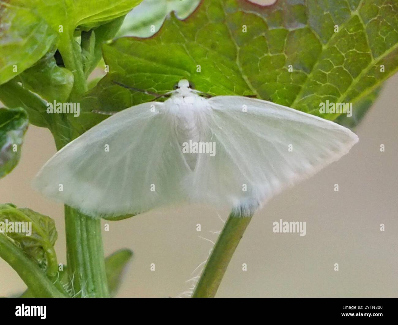 White Spring Moth (Lomographa vestaliata) Insecta Stock Photo - Alamy